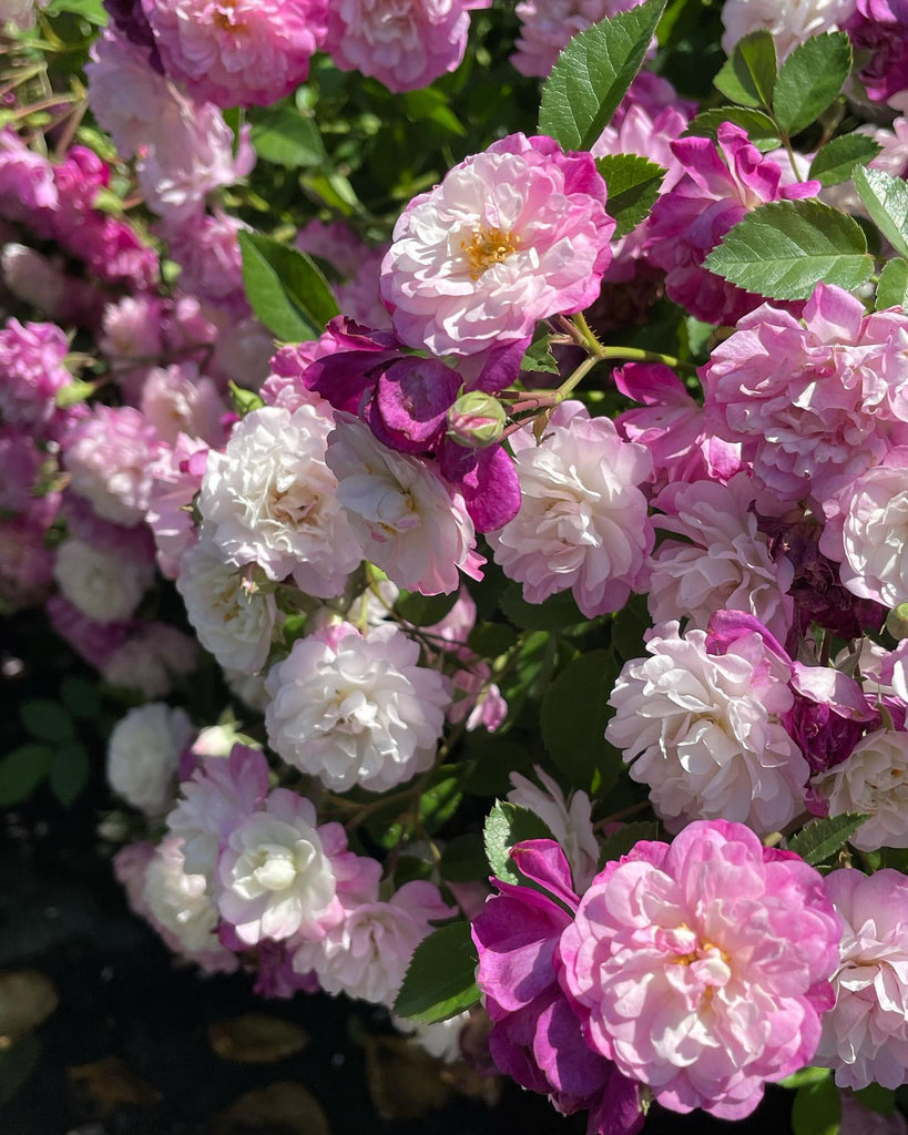 Ray Ponton — Antique Rose Emporium