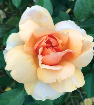 Soul Sister™ - Sunbelt® — Antique Rose Emporium