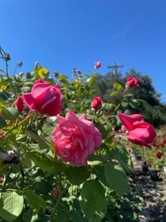 Dee-Lish® — Antique Rose Emporium