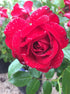 Desmond Tutu™ - Sunbelt® — Antique Rose Emporium